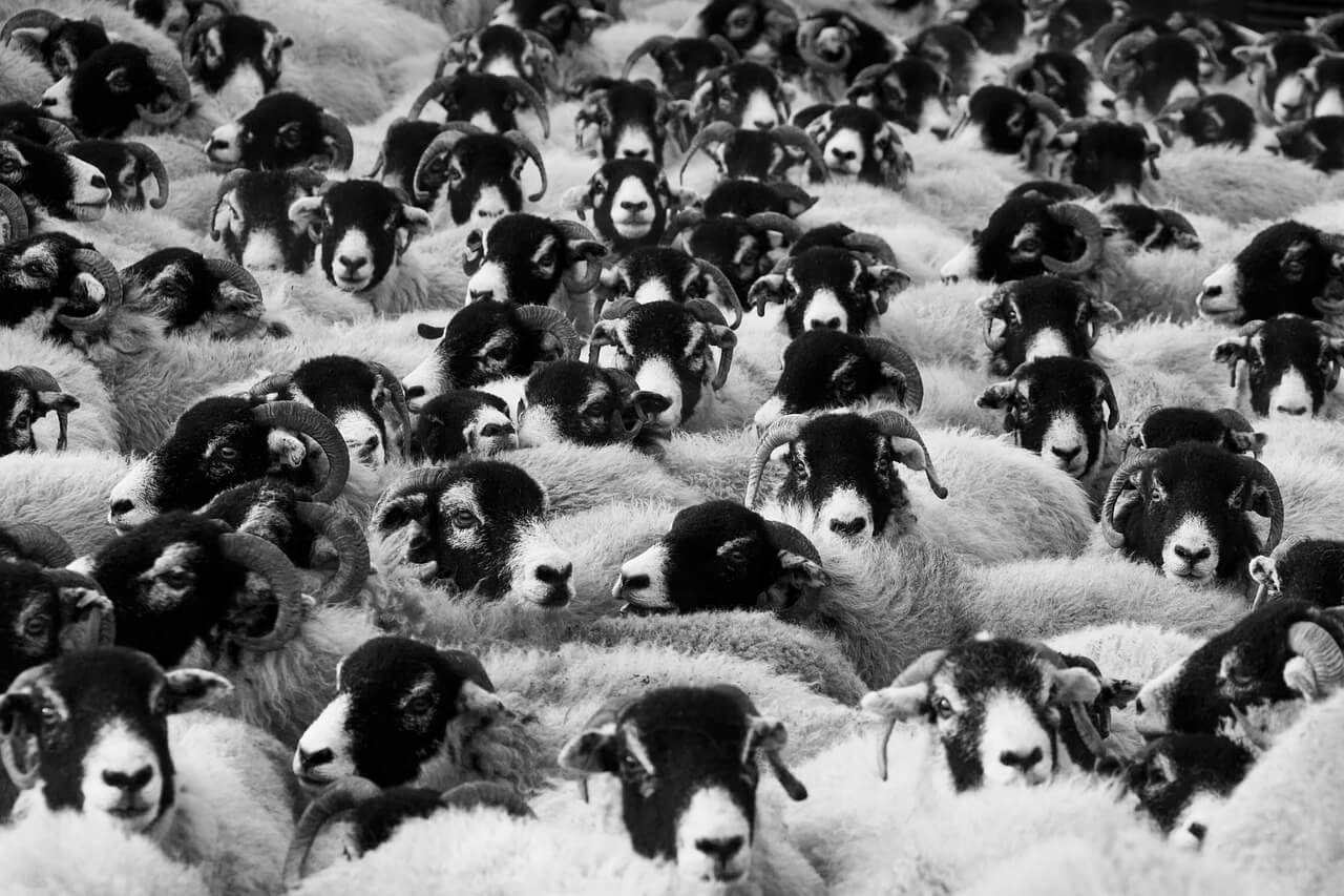Crowded, Animal｜自分を知るスピリチュアルっぽい世界